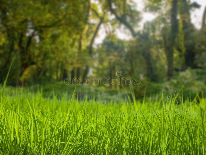 Grass field stock photo. Image of rural, nature, meadow - 37877152