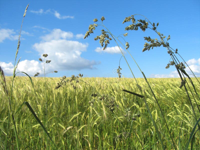Industrial Hemp Plant Field Stock Image - Image of hemp, biomasses ...