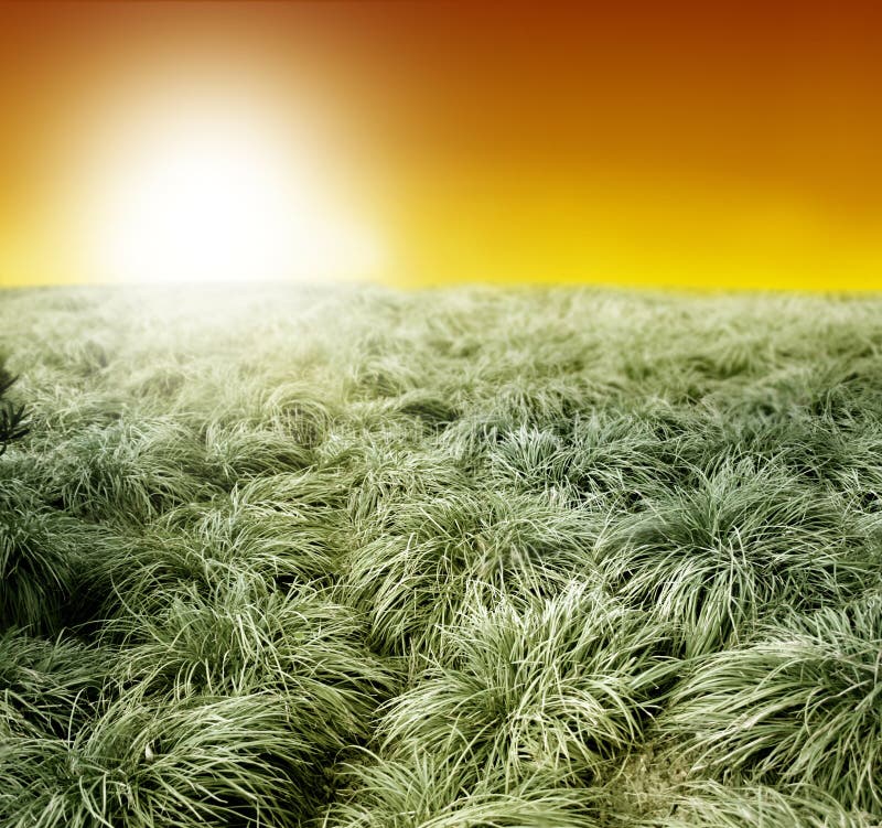 Field, Grass, Grassland, Crop Picture. Image: 111484185