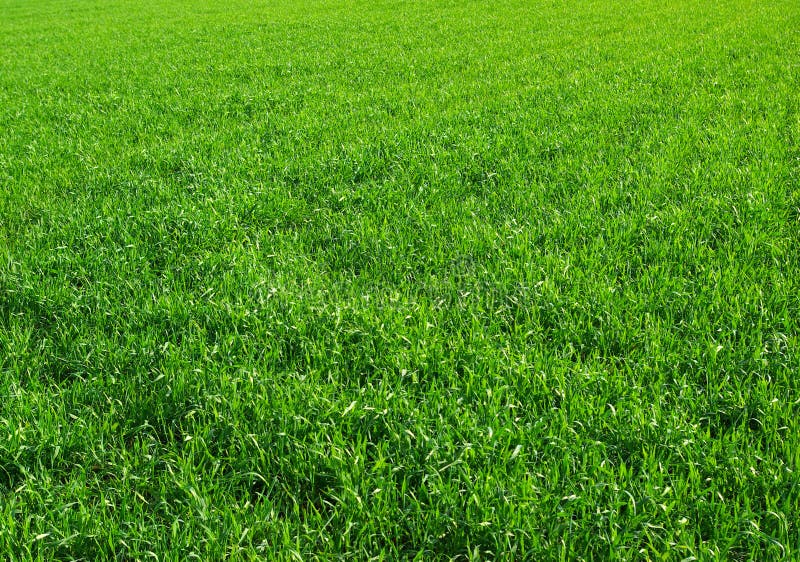 Grass field stock photo. Image of nature, vitality, field - 8246076