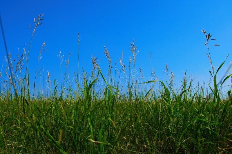 Grass field stock photo. Image of grass, plant, color, herbage - 985054