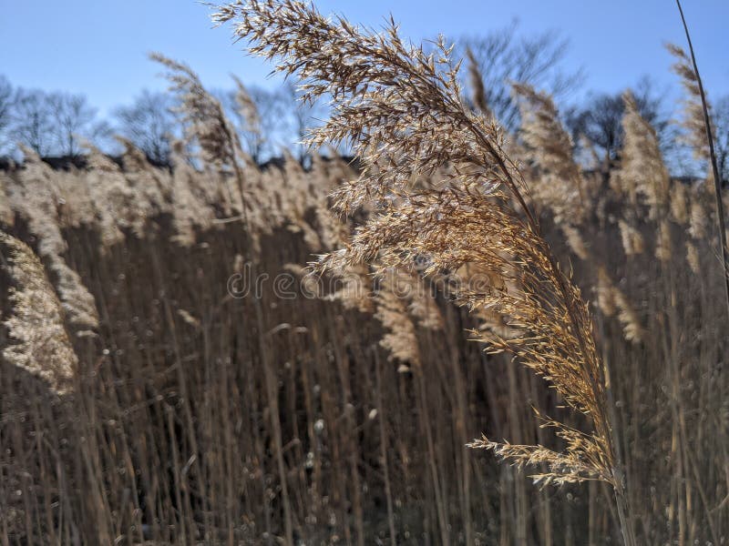 Grass Field Around a Lake in the Fall Stock Image - Image of park ...