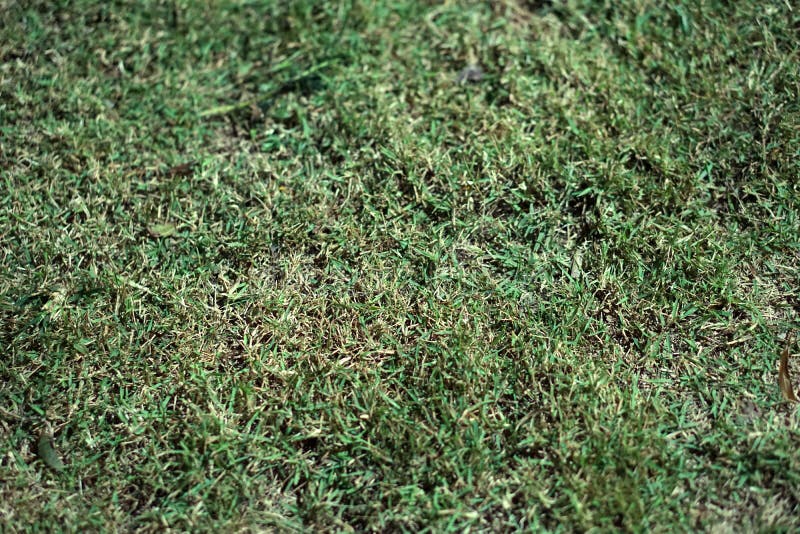 Grass field background stock photo. Image of summer, farming - 53255380