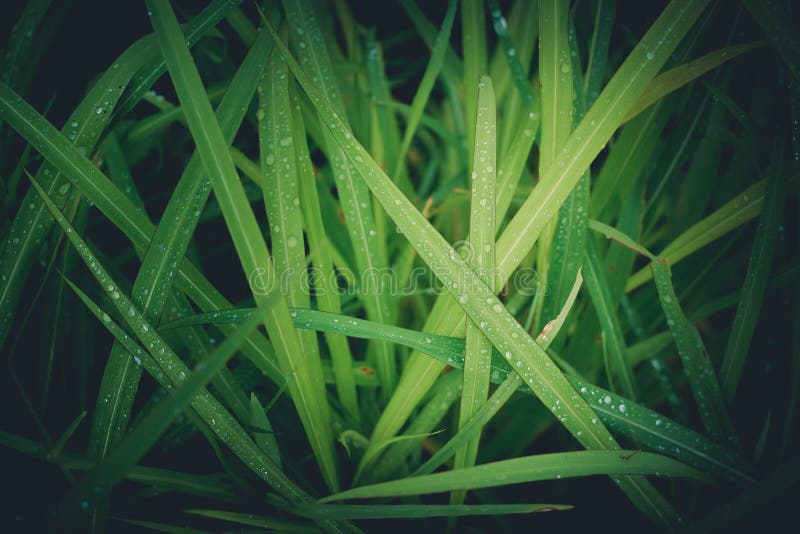 Grass field background stock image. Image of effect, easter - 78963399