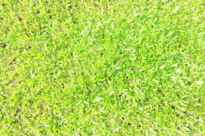 Grass Field Background, Suitable for Presentation, Web Temple, Backdrop ...