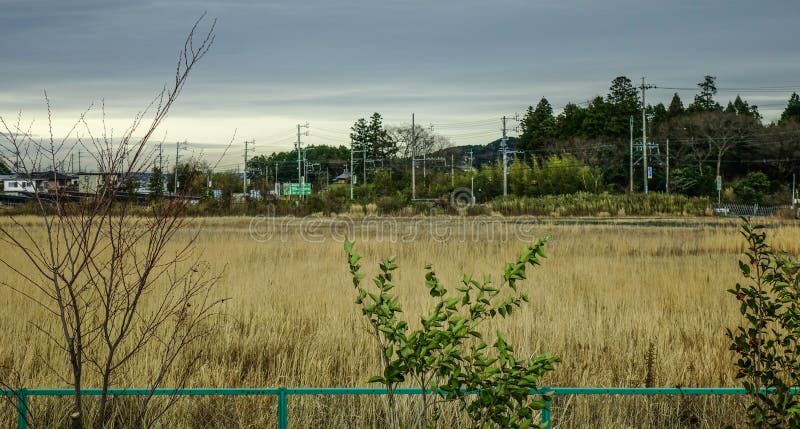 Grass field in Biei, Japan stock photo. Image of plant - 155825112