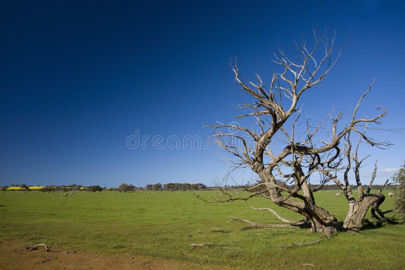 Grass Field with Bizarre Dead Tree Stock Photo - Image of deadwood ...