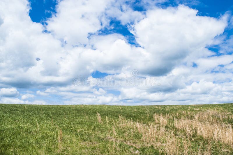 Grass Field and Cloudy Sky stock image. Image of cloudscape - 145946695