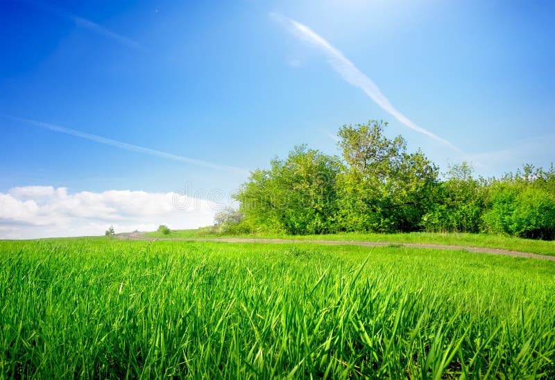 Grass in field stock image. Image of rural, field, plain - 31703647