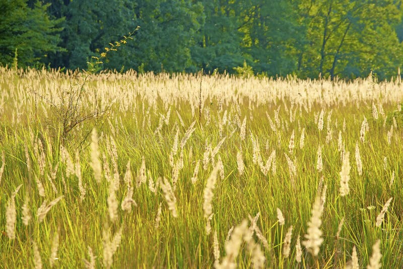 Grass field in countryside stock photo. Image of scenic - 11303750