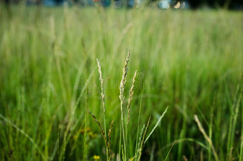 Grass, Field, Grass Family, Crop Picture. Image: 135689957