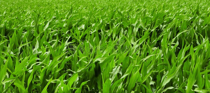 Field, Plant, Crop, Grass Family Picture. Image: 132274814