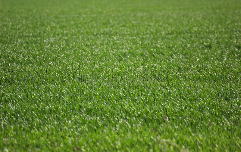 Grass Field stock image. Image of abstract, horizontal - 40305723