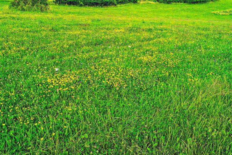 Grass field with flowers stock photo. Image of forest - 344105730