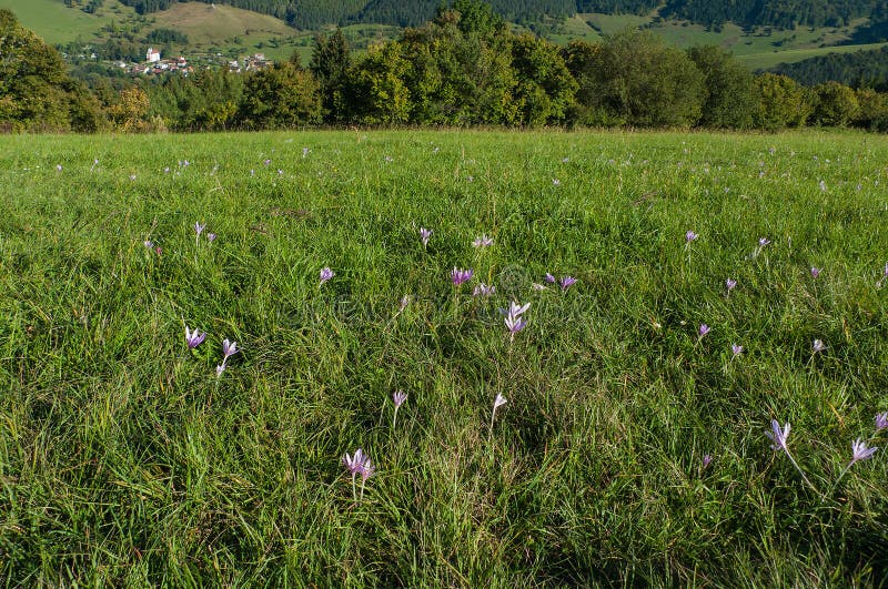 Grass field with flowers stock image. Image of slovakia - 79035251