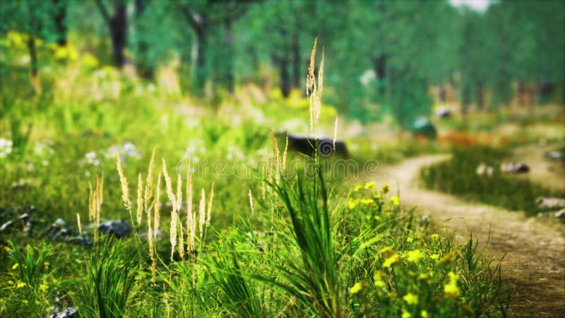 Grass Field and Forest Trees Stock Photo - Image of leaf, bright: 267902000