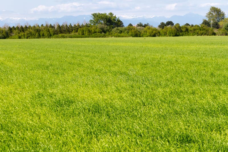 Grass Field stock photo. Image of scene, plant, landscape - 78997954
