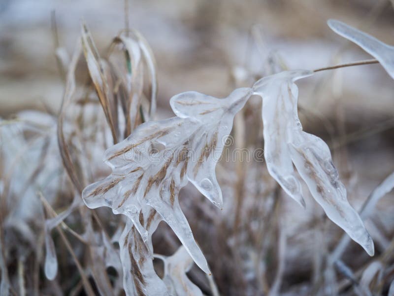 The Grass in the Field Instantly Froze and Cold. an Abnormal Drop in ...