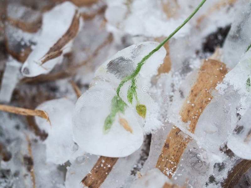 The Grass in the Field Instantly Froze and Cold. an Abnormal Drop in ...