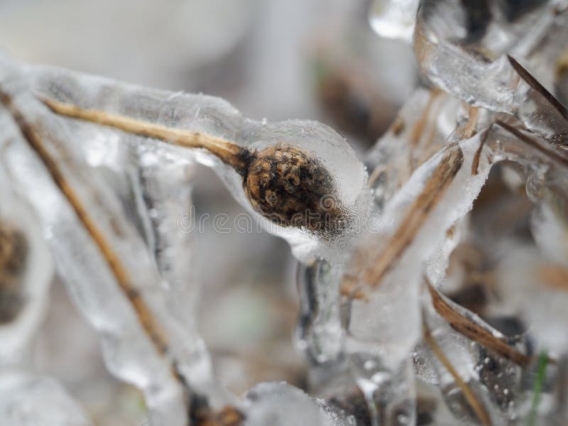 The Grass in the Field Instantly Froze and Cold. an Abnormal Drop in ...
