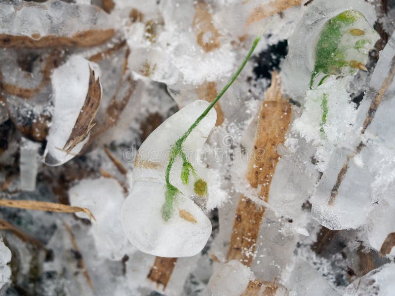 The Grass in the Field Instantly Froze and Cold. an Abnormal Drop in ...