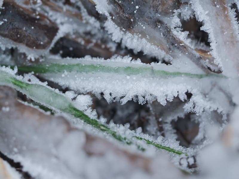 The Grass in the Field Instantly Froze and Cold. an Abnormal Drop in ...