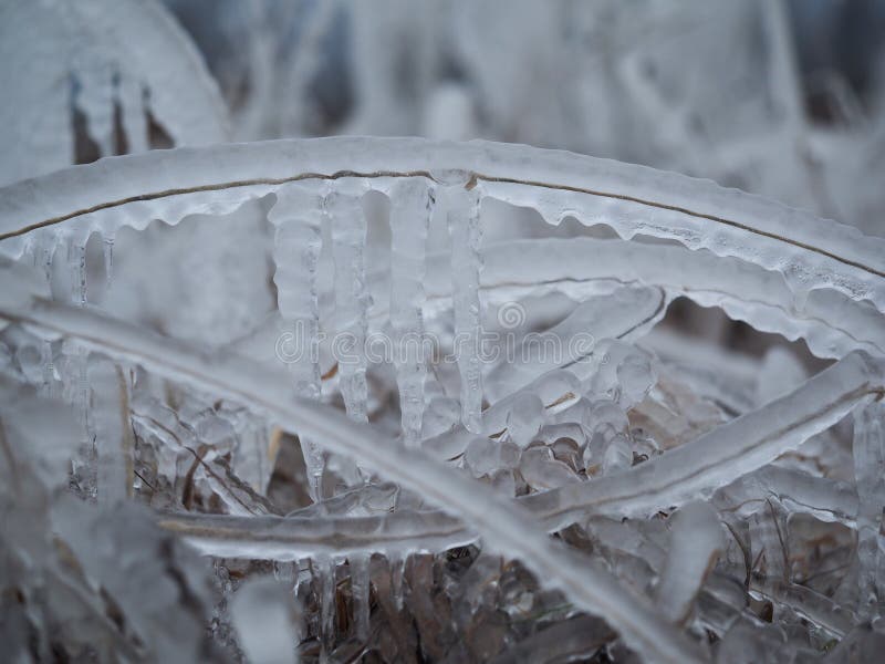 The Grass in the Field Instantly Froze and Cold. an Abnormal Drop in ...