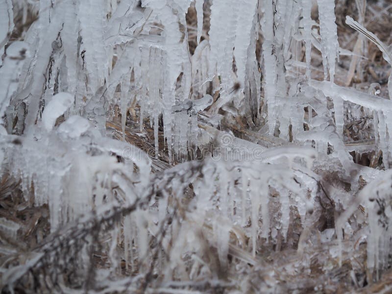 The Grass in the Field Instantly Froze and Cold. an Abnormal Drop in ...