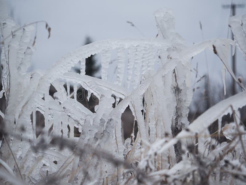 The Grass in the Field Instantly Froze and Cold. an Abnormal Drop in ...