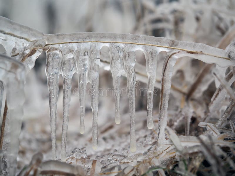 The Grass in the Field Instantly Froze and Cold. an Abnormal Drop in ...