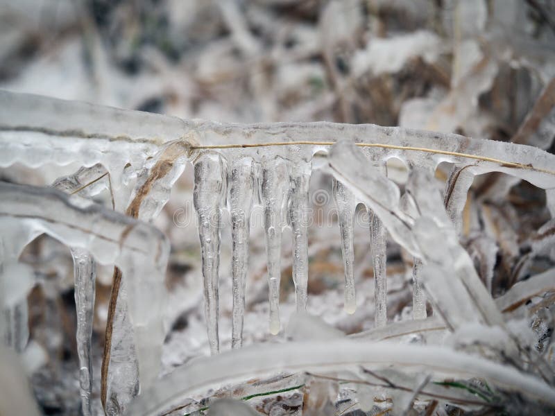 The Grass in the Field Instantly Froze and Cold. an Abnormal Drop in ...