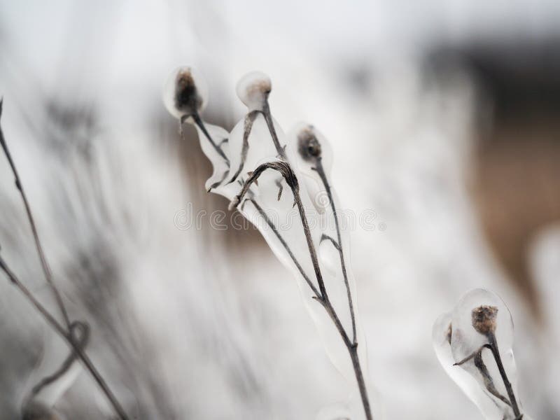 The Grass in the Field Instantly Froze and Cold. an Abnormal Drop in ...