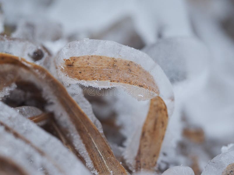 The Grass in the Field Instantly Froze and Cold. an Abnormal Drop in ...