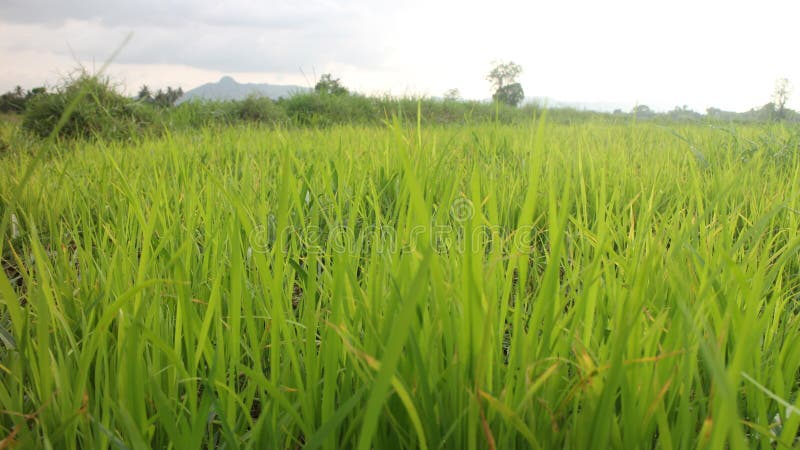 Grass Field Landscape. Background of a Green Grass. Stock Image - Image ...