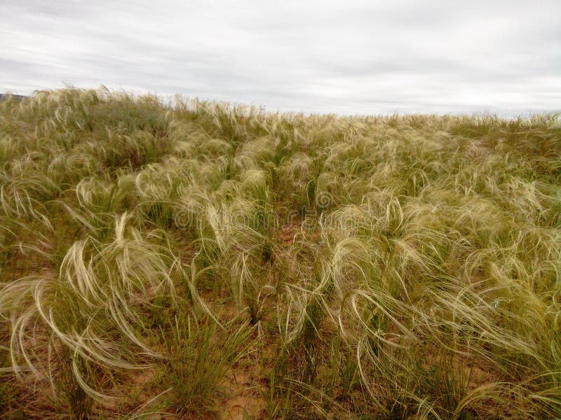 Grass on the field stock photo. Image of windy, sways - 159942090