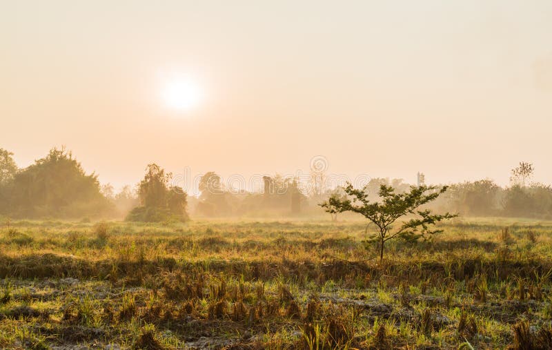 Grass field in morning stock image. Image of early, bright - 28835927