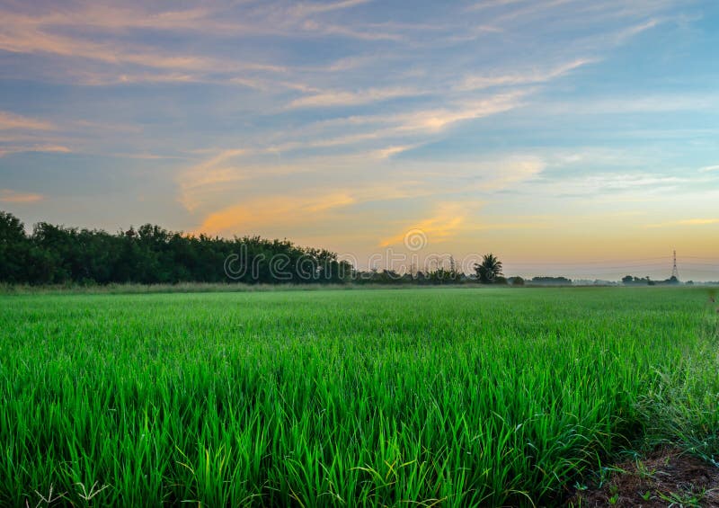 Grass field stock image. Image of green, morning, country - 81688257