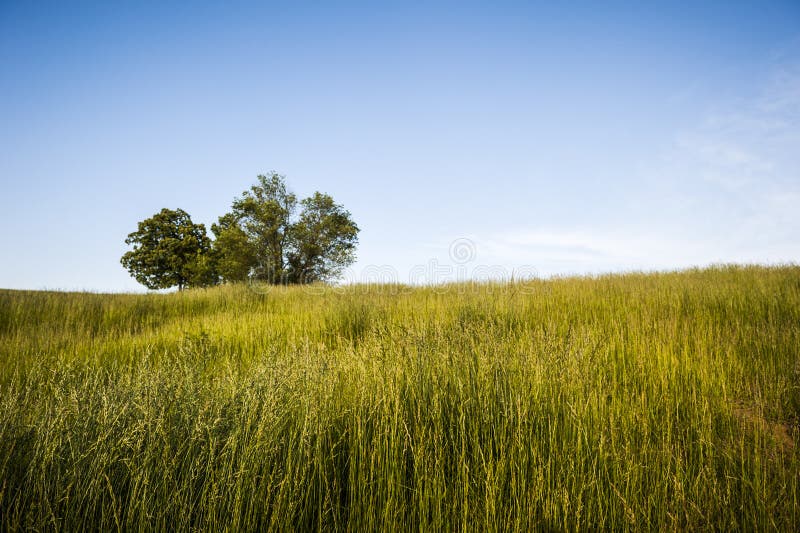 Grass stock image. Image of farm, grass, wheat, summer - 34970717