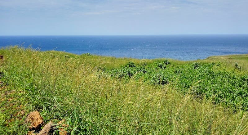 Grass and Field Over the Ocean Stock Image - Image of field, vegetation ...