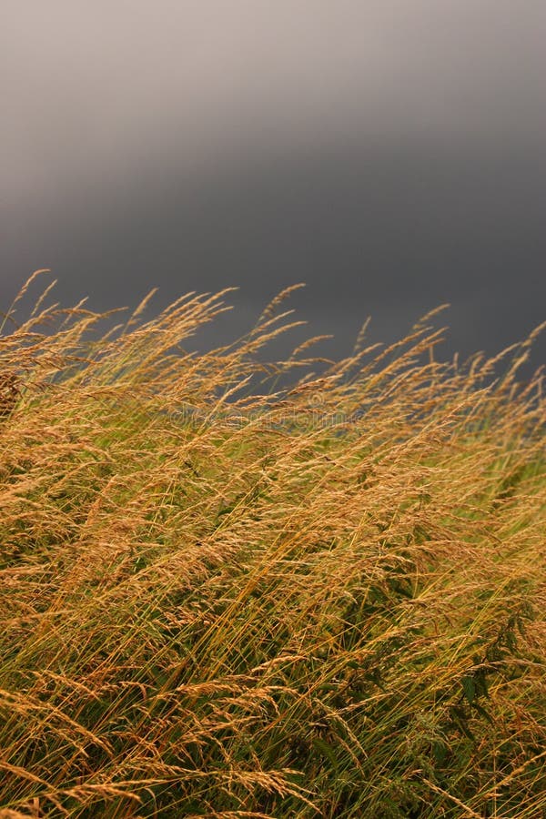 Grass Field in Overcast Day Stock Image - Image of blowing, blow: 2619241