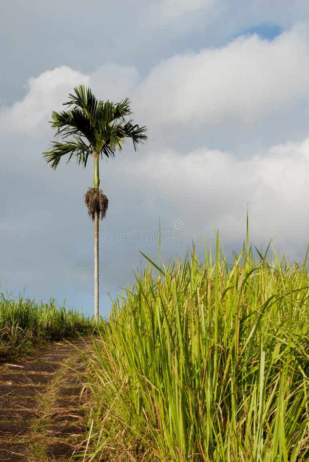 Grass field and palm stock photo. Image of indonesia - 15096482