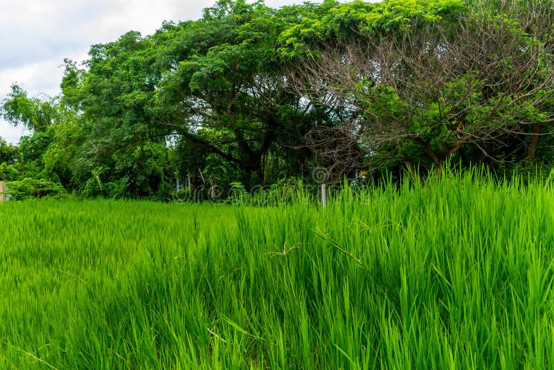 Grass field stock photo. Image of leafs, forest, natural - 87712438