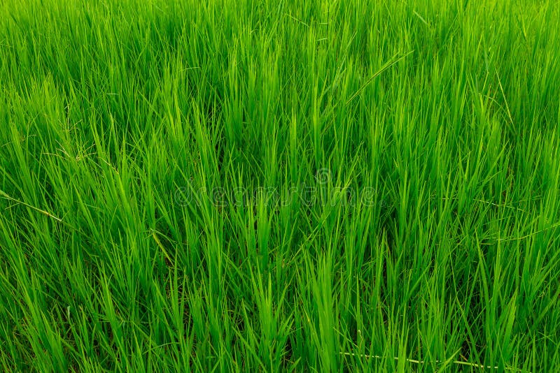 Grass field stock photo. Image of leafage, grass, lush - 87712446