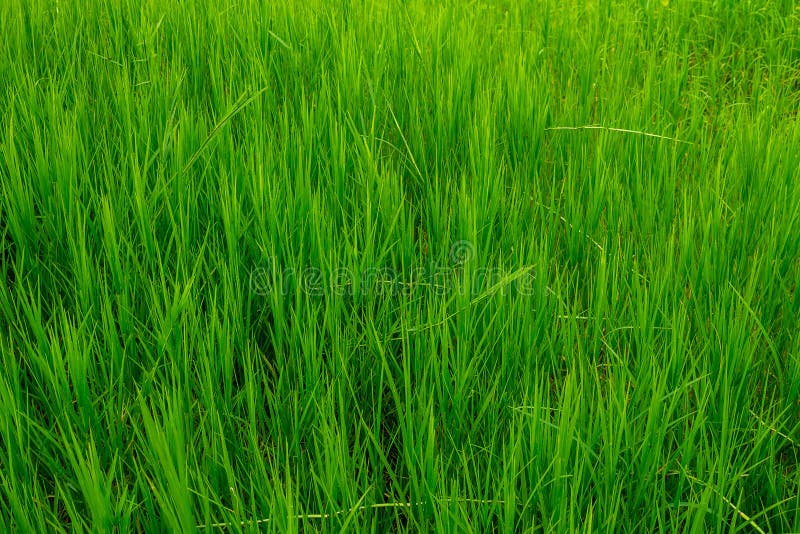Grass field stock photo. Image of mead, natural, leafage - 87712456
