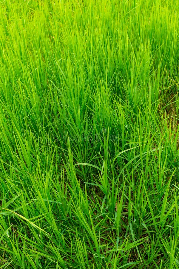 Grass field stock image. Image of area, forest, flowers - 87712461