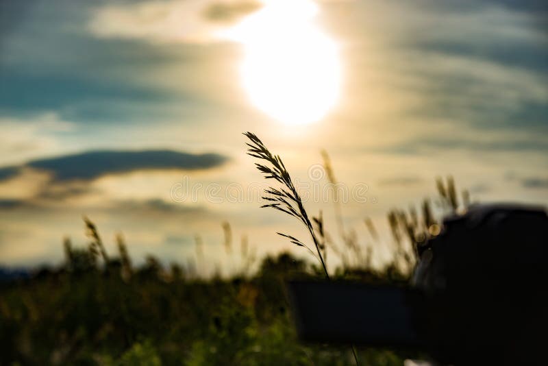 351 Rustling Grass Video Stock Photos - Free & Royalty-Free Stock ...