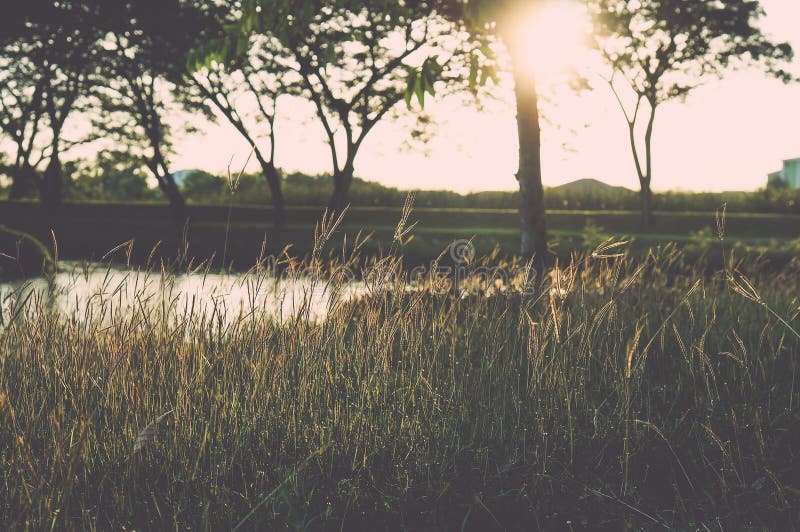 Grass field scenery stock photo. Image of beauty, lawn - 64655354