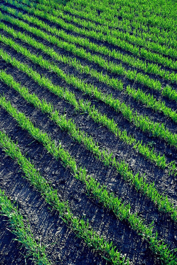 Grass a field sprouts stock photo. Image of abstraction - 8201884