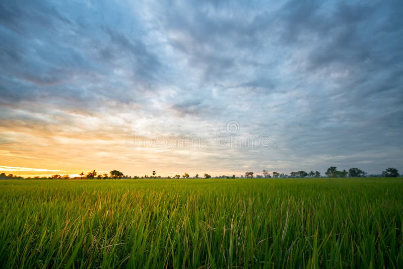 Grass on the Field during Sunrise. Sky Full Cloud Stock Photo - Image ...