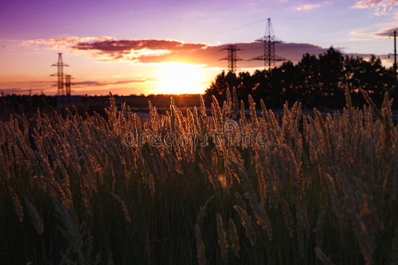 Grass at the Field on the Sunset Stock Image - Image of nature, growth ...